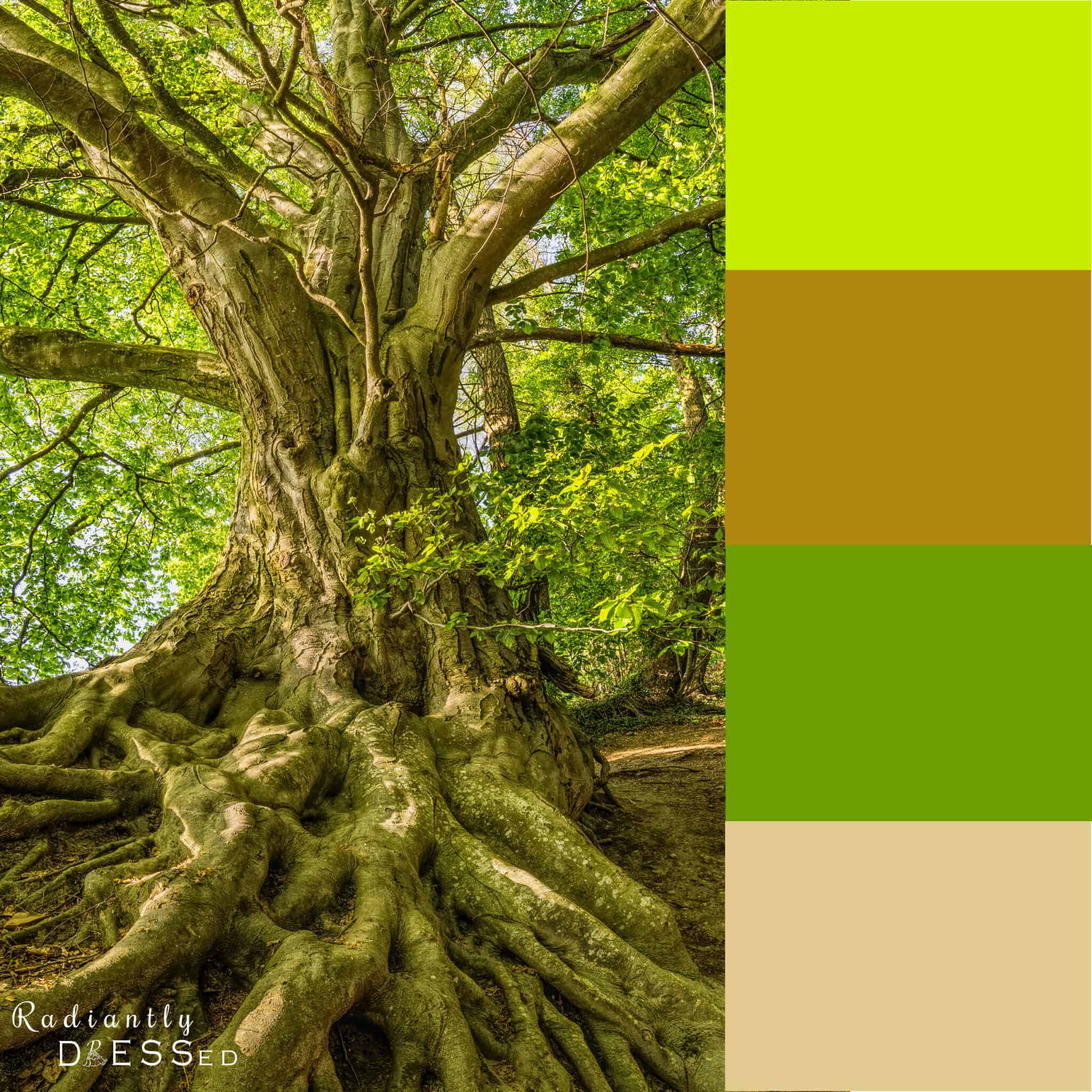 All About Clear Spring: Explore the 12 Seasons at Radiantly Dressed